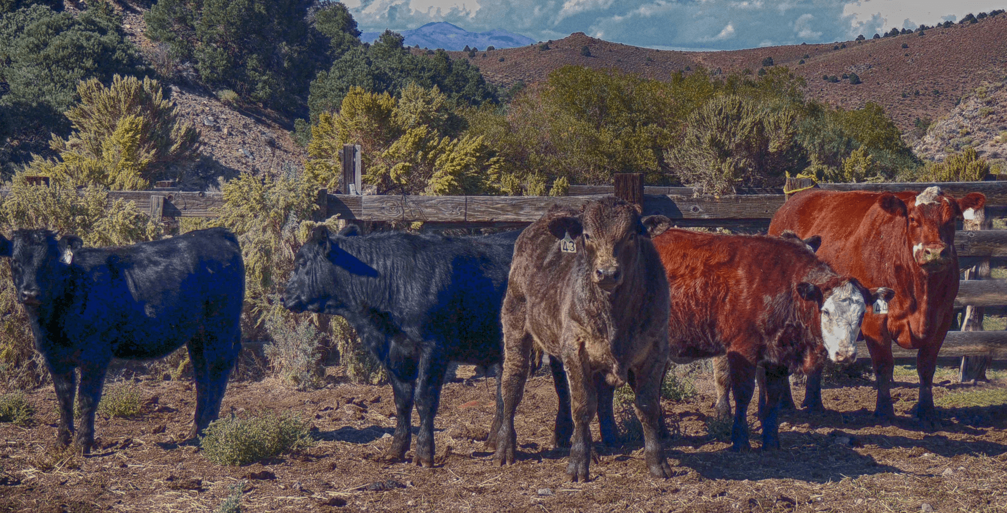 STOCKMEN'S INSURANCE MINDEN, Nevada Farm and Ranch Insurance